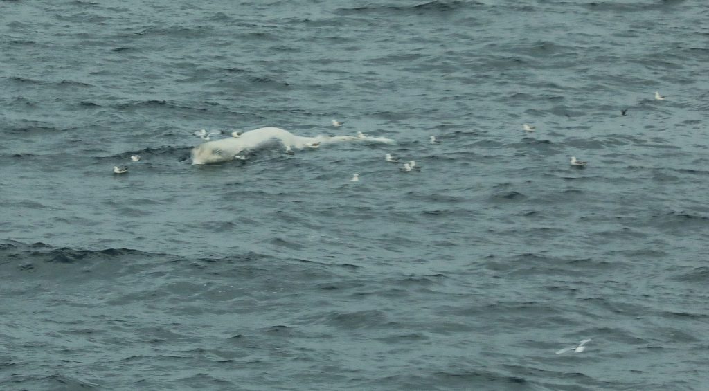 CLdN Heysham to Dublin 8 July 2025 – MARINElife